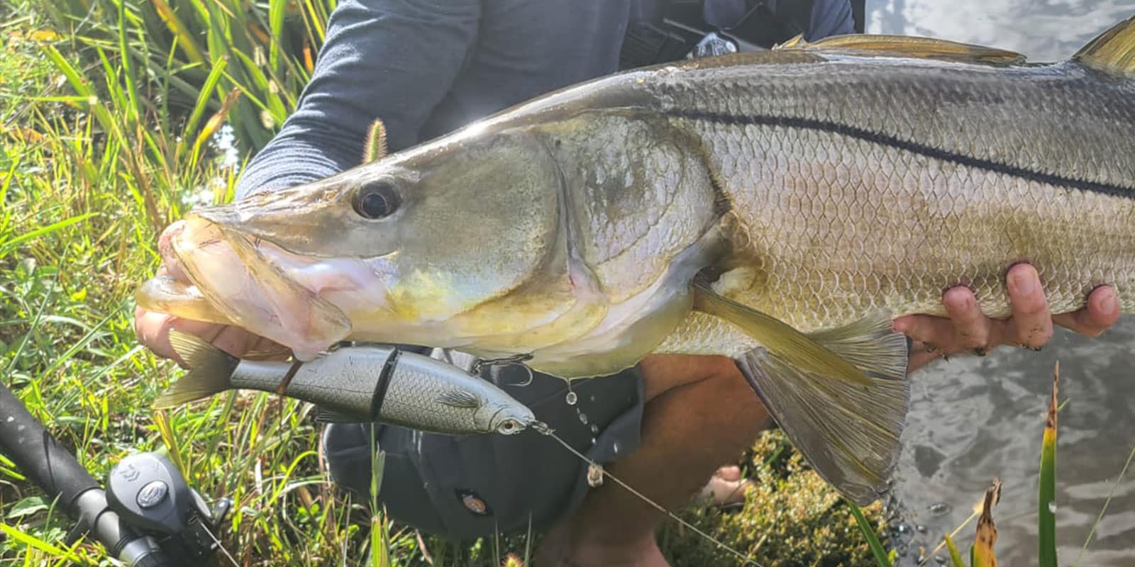 Swimbaits - Snook Snacks